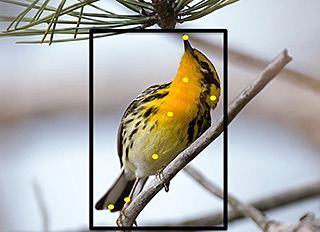 Computer Vision Breakthrough: Merlin taps Powerful AI to ID Birds from ...