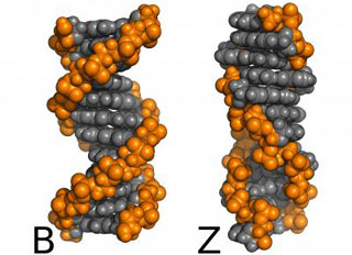 New calculations solve an old problem with DNA - Research & Development ...