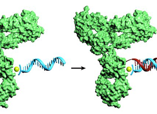 Researchers develop more efficient tool for tagging proteins - Research ...
