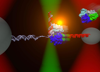 New lab technique reveals structure, function of proteins critical in ...