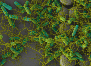 How waterborne bacteria colonizes on rough surfaces - Research ...