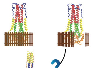 Researchers uncover clues to flu’s mechanisms - Research & Development ...
