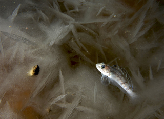 Antifreeze proteins in Antarctic fish prevent both freezing and melting ...