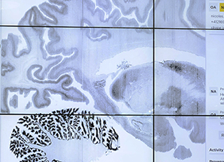 Human Brain Project Research Platforms Released - Research ...