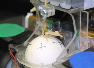 Insect drives robot to track down smells - Research & Development World
