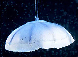 Jellyfish Energy Consumption Will Improve Bio-inspired Robotic Designs ...