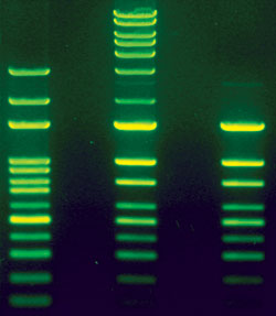 Nucleic Acid Stain - Research & Development World