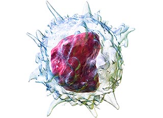 Mathematics Yields New Possibilities for Reprogramming Immune Response ...