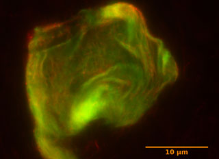 Scientists build “mechanically active” DNA material - Research ...