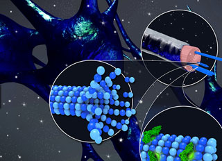 Scientists learn what makes nerve cells so strong - Research ...