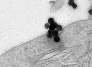 Nanoparticle safety: The quest for the gold standard - Research ...