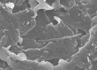 IBM research discovers new class of industrial polymers - Research ...