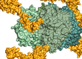 New treatment could combat deadly chemical agents - Research ...