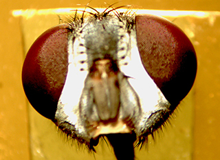 Pesky Insect Inspires Practical Technology - Research & Development World