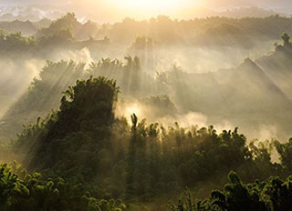 Without plants, Earth would cook under billions of tons of additional ...