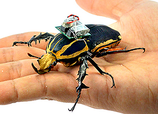 Remote-controlled Cyborg Beetle Flies, Turns and Hovers - Research ...
