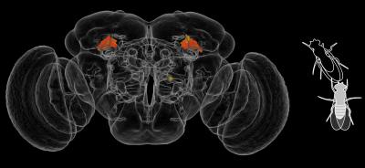 Artificial Intelligence Helps Build Brain Atlas of Fly Behavior ...