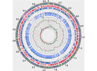 Taming the 'Genomical Beast' with Big Data Resources - Research ...