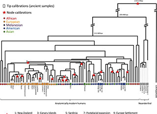 Treasure Trove of Ancient Genomes Helps Recalibrate Human Evolutionary ...