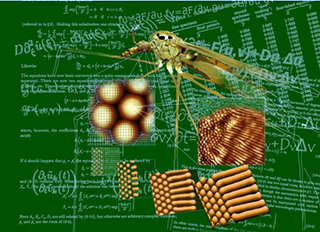 Turing Reaction Diffusion Model Confirmed Research Development World