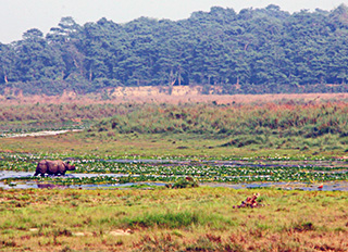 Universal Mathematical Property Identified in Every Ecosystem in Nature ...