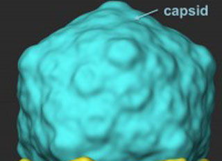 Virus caught in the act of infecting a cell - Research & Development World