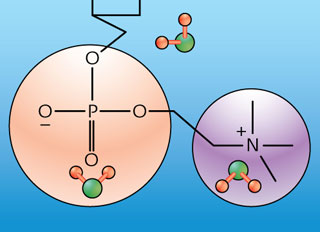 Water makes a “triple play” at membrane interfaces - Research ...