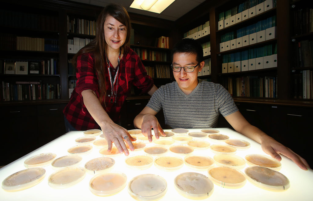 Endangered Sweets—Chocolate-Damaging Fungus Reproduces via Cloning ...