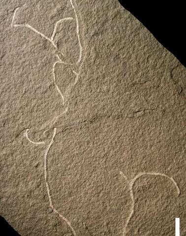 555-Million-Year-Old Seaweed Among Oldest Multicellular Life - Research ...