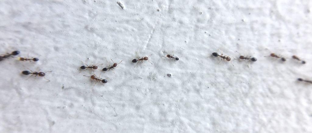 Ant Bacteria Holds Secret to Beating MRSA - Research & Development World