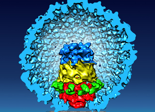 Visualization reveals virus particle have more individuality than ...
