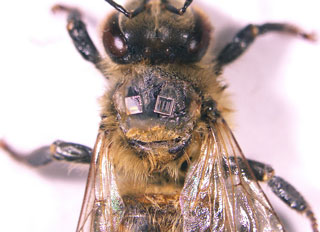 RFID tags on honey bees reveal hive dynamics - Research & Development World