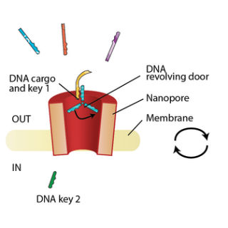 Nanopore Made for Gene Therapy, Drug Delivery - Research & Development ...
