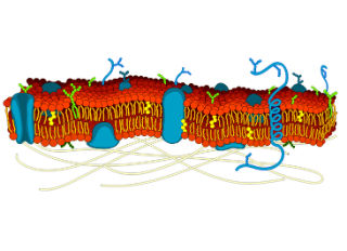 New Membrane-Crossing Pores Developed - Research & Development World