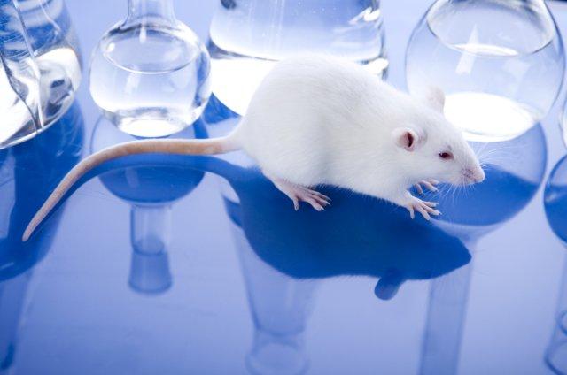 An End to Animal Testing for Drug Discovery? - Research & Development World