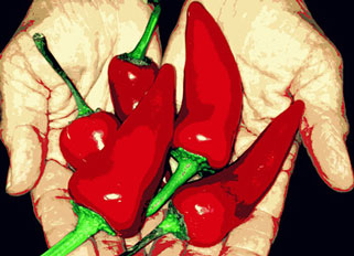 Pain Killers Improve Metabolic Health and Longevity - Research ...