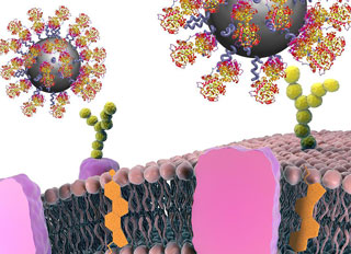 Researchers Tame Nanoparticles for Use in Cancer Treatment - Research ...
