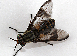 Female Deer Fly - Research & Development World