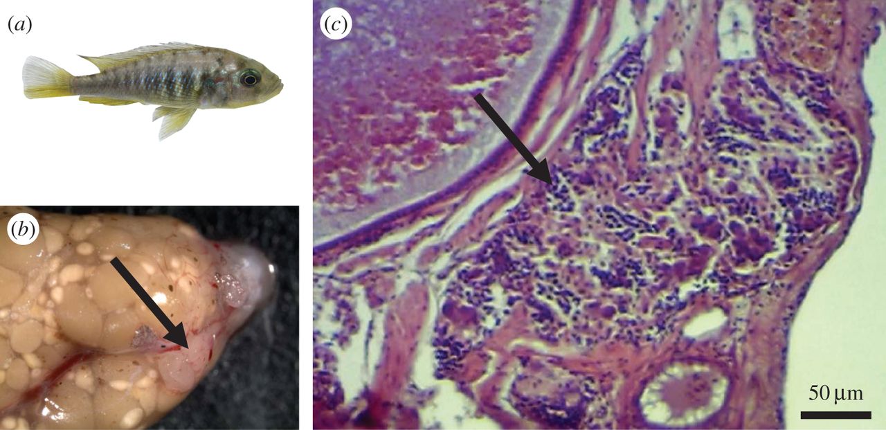 Female Fish Develops Male Organs, Impregnates Self - Research ...