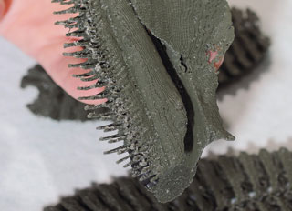 Adhesion system of fish studied to create bio-inspired adhesive ...