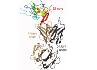 Molecular structure of Hep C envelope protein unveiled - Research ...