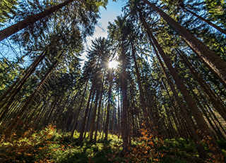 iPlant and TACC analyze 120,000 Plant Species, Overturn Popular Theory ...