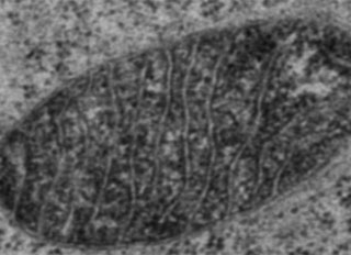 Mapping the living cell - Research & Development World