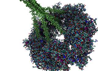 Plant protein shape puzzle solved by molecular 3D model - Research ...