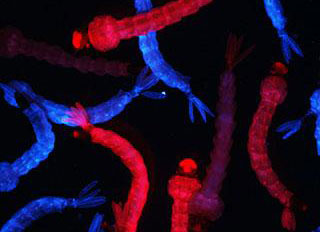 Researchers master gene editing technique in mosquito that transmits ...