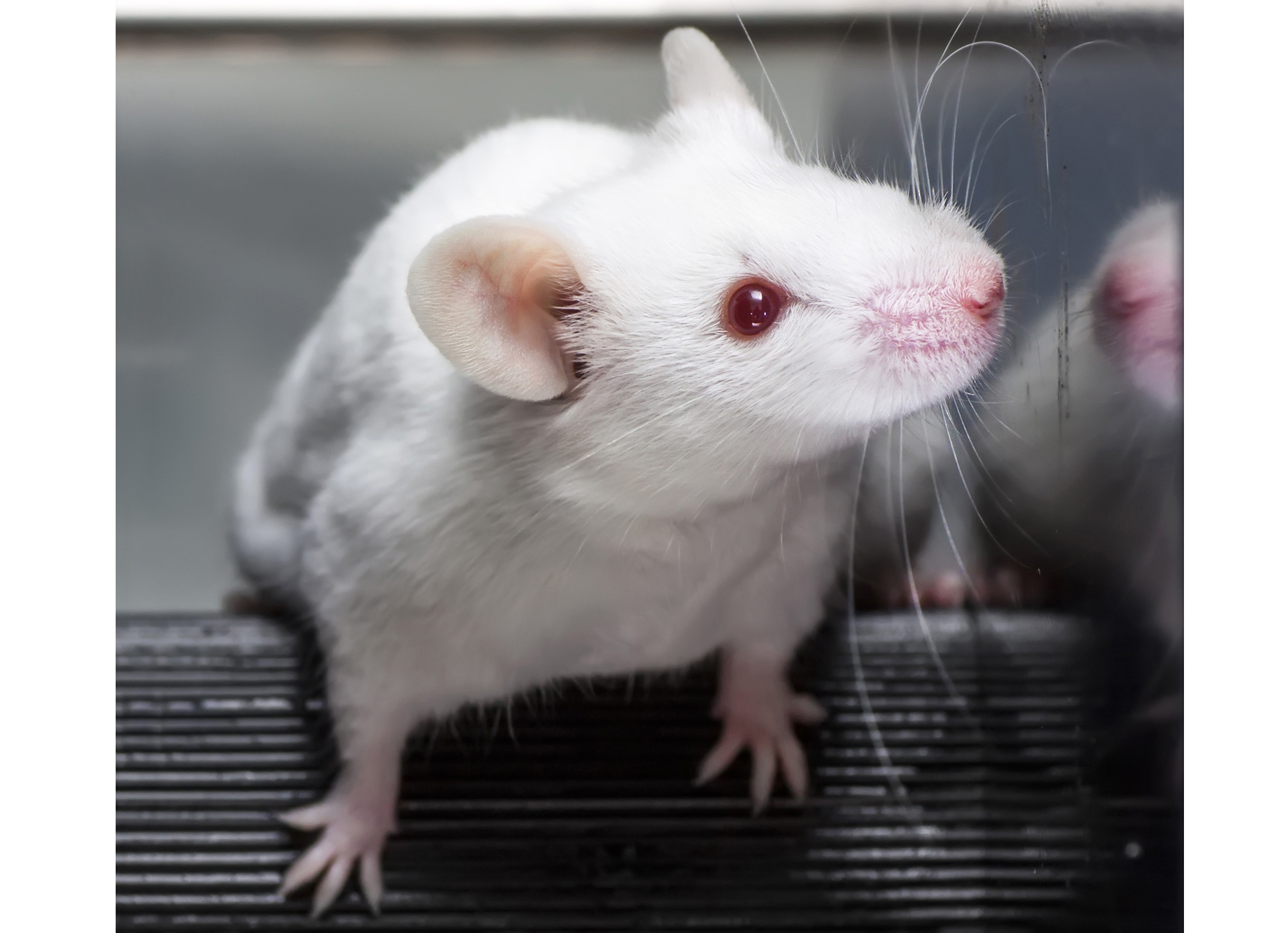 Blood Clot-caused Strokes Could Be Halted by Magnetic Nanoparticles ...