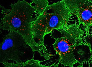 Scientists develop faster, safer method for producing stem cells ...