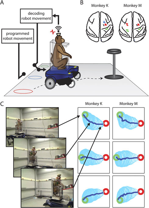 Monkeys Control Wheelchair with Thoughts - Research & Development World