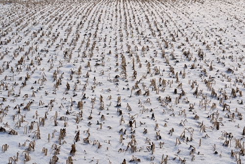 A Bacterium's Influence on Ice Formation - Research & Development World