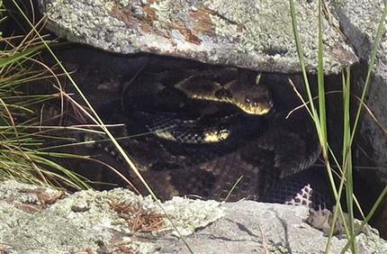 Mysterious fungus killing snakes in at least 9 states - Research ...